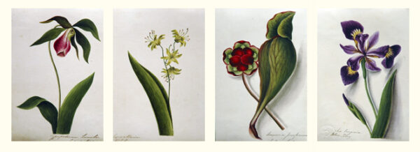 MARIA MORRIS: A NOVA SCOTIAN GARLAND - AGNS | Art Gallery of Nova Scotia